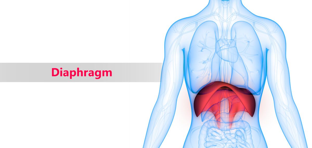 Diaphragmic Breathing - Kb Fitness Solutions