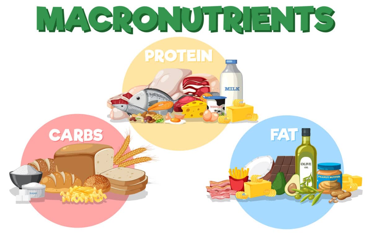 Macronutrients 101: Understanding Protein, Carbs, and Fats for a ...